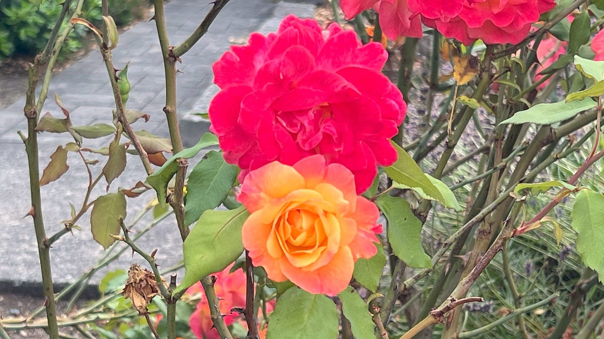 3 Tips For Developing Patience and Compassion For Beginners Nurturing a ...