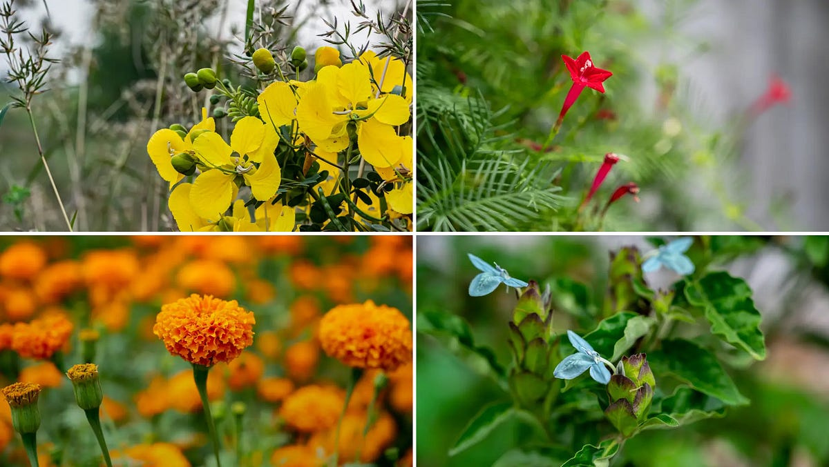 Beautiful Plant Images with 90+ collections: Part 12 on NaturePicStock ...