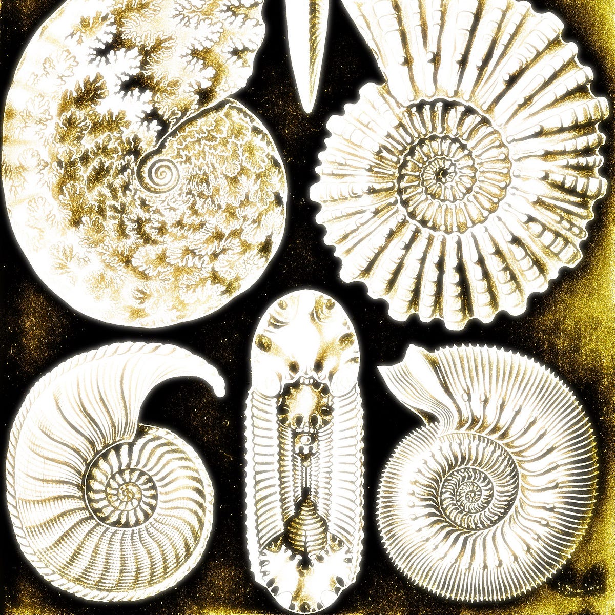 The “Horns of Ammon”: An Extinct but Immensely Successful Group of ...