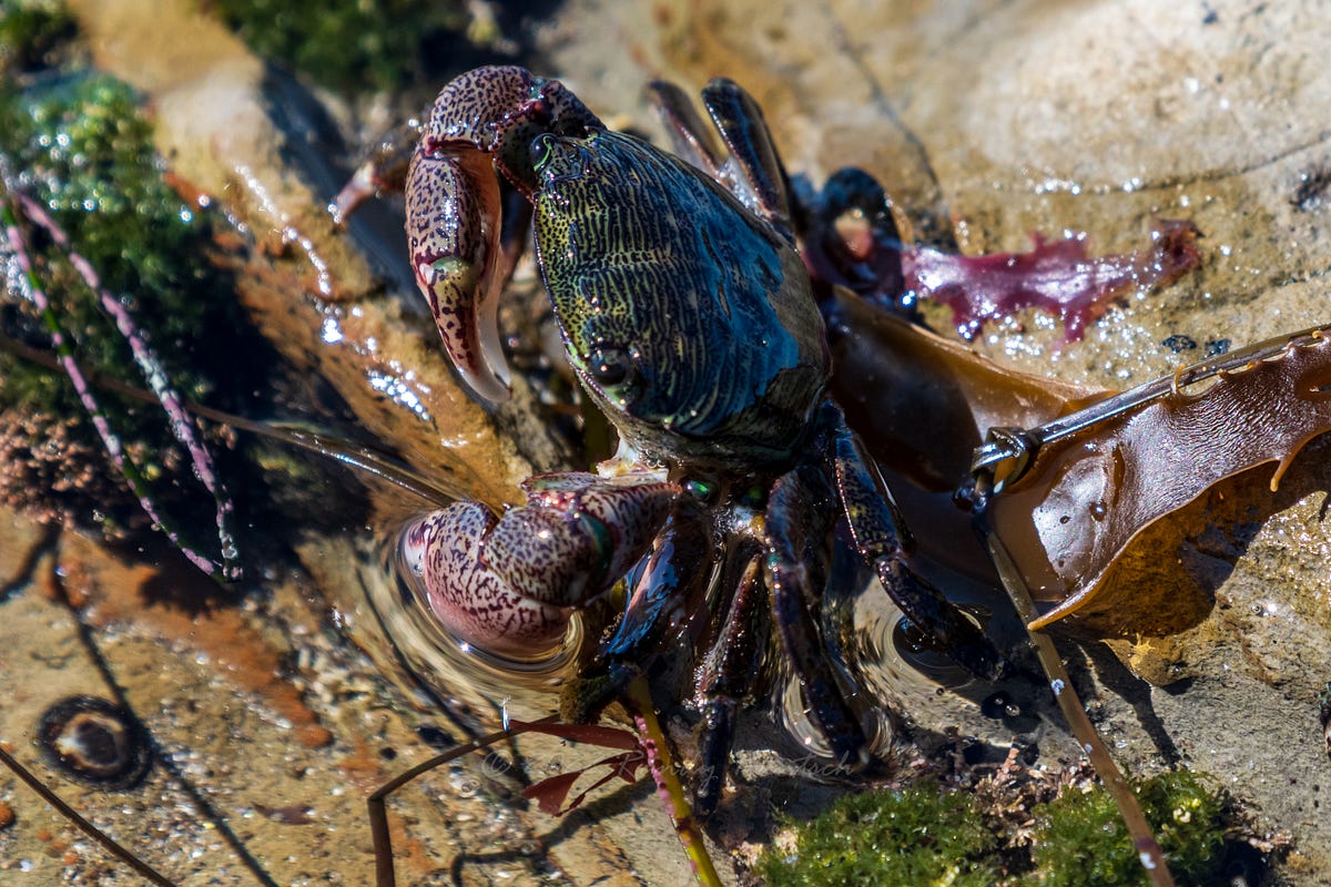 The Life and Times of a Crabby Crustacean | by Randy Runtsch | Wildlife ...