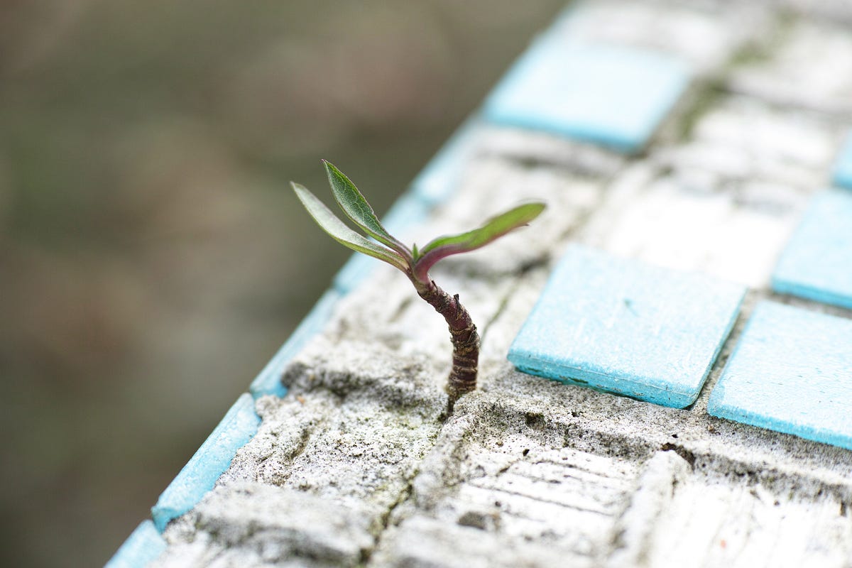 Embracing Complexity: Neil Theise’s Insights into the Intricacies of ...