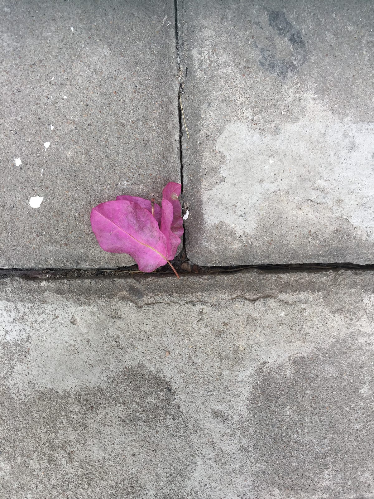 Haiku for a Saturday afternoon. Bougainvillea falls | by Lucinda Ritter ...