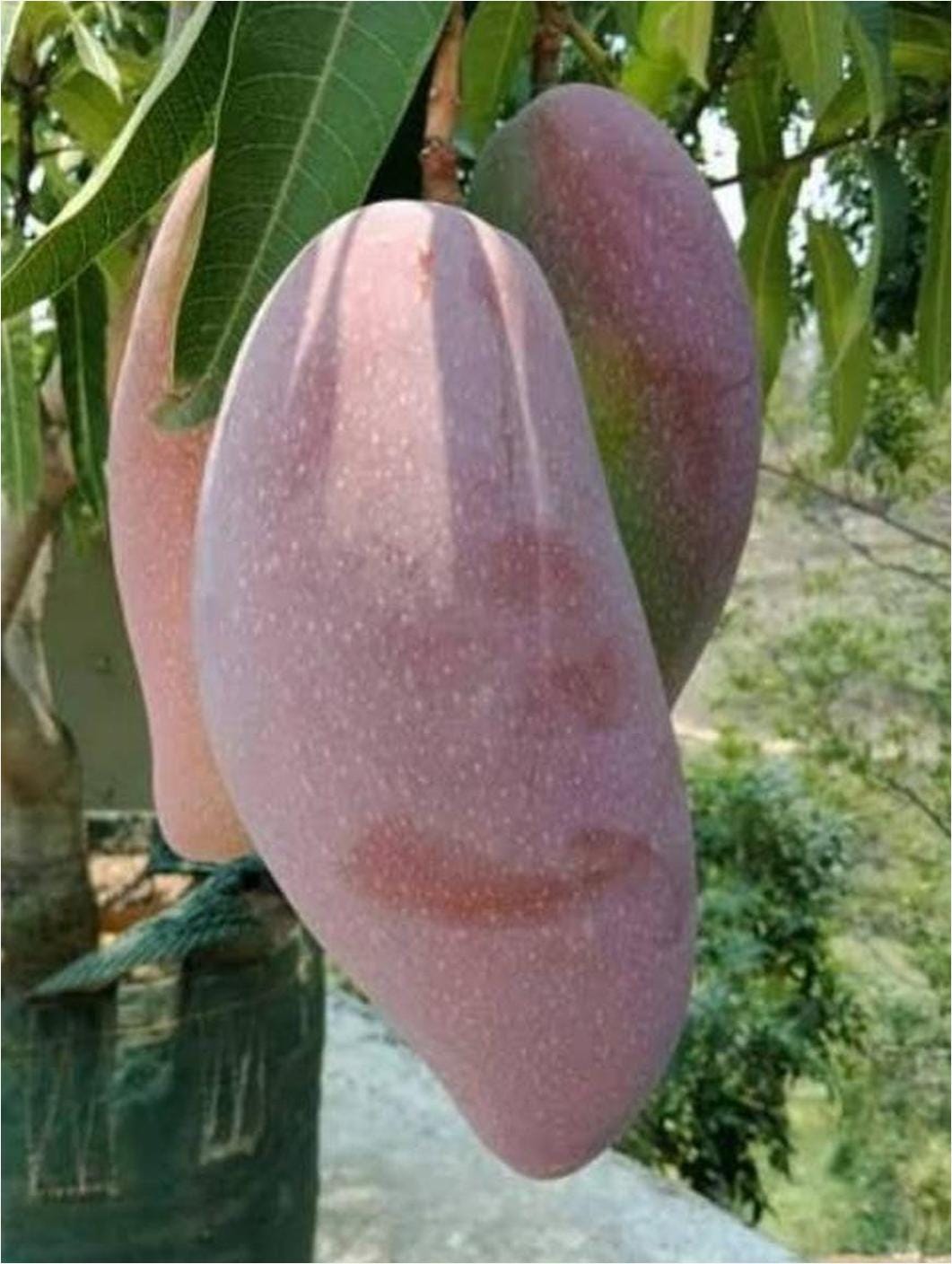 Bibit Mangga Red Ivory Tanaman Bergaransi Keaslian Klungkung Terunggul ...