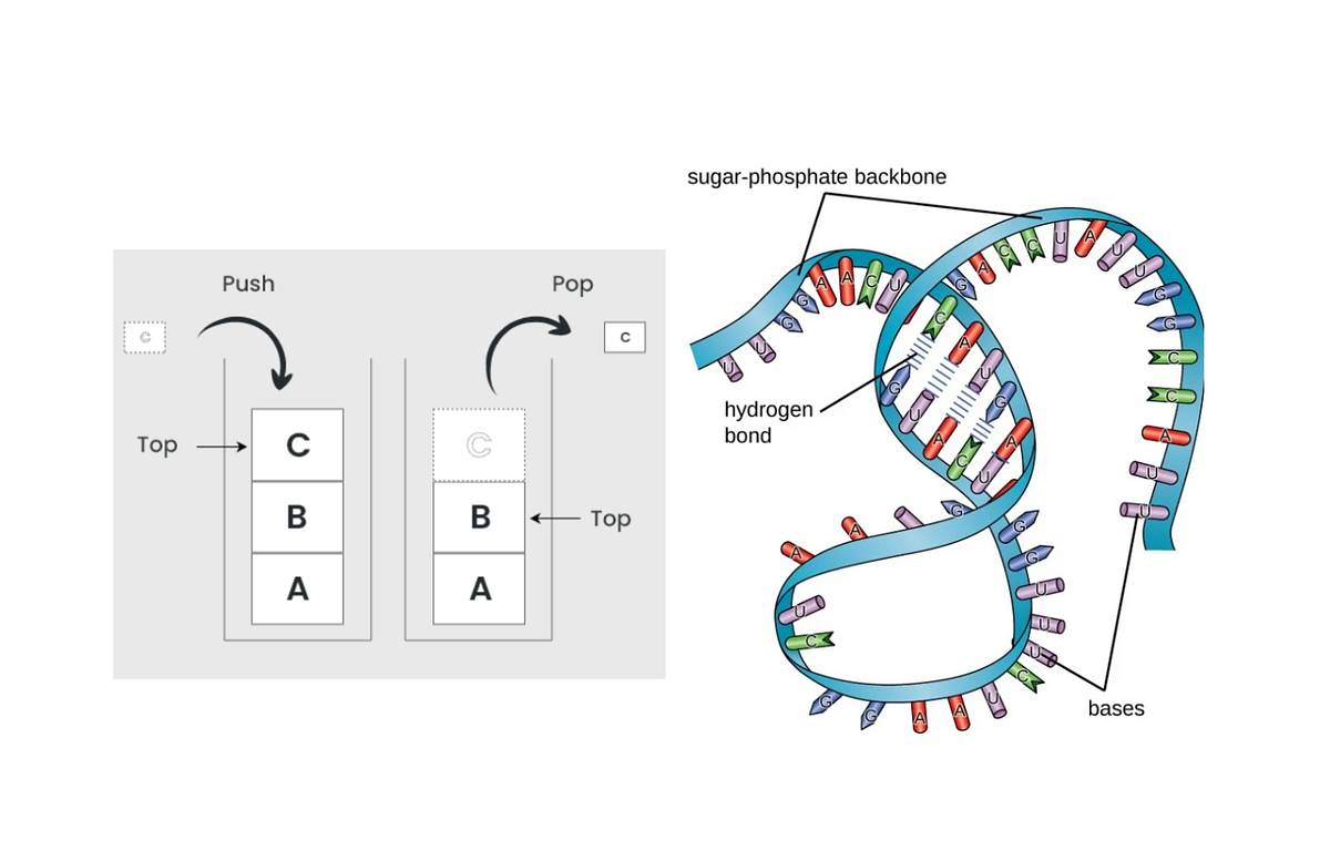 Stack(data structure) in Gene Sequence | by 李縉丞 Leo Lee | Jan, 2026 ...