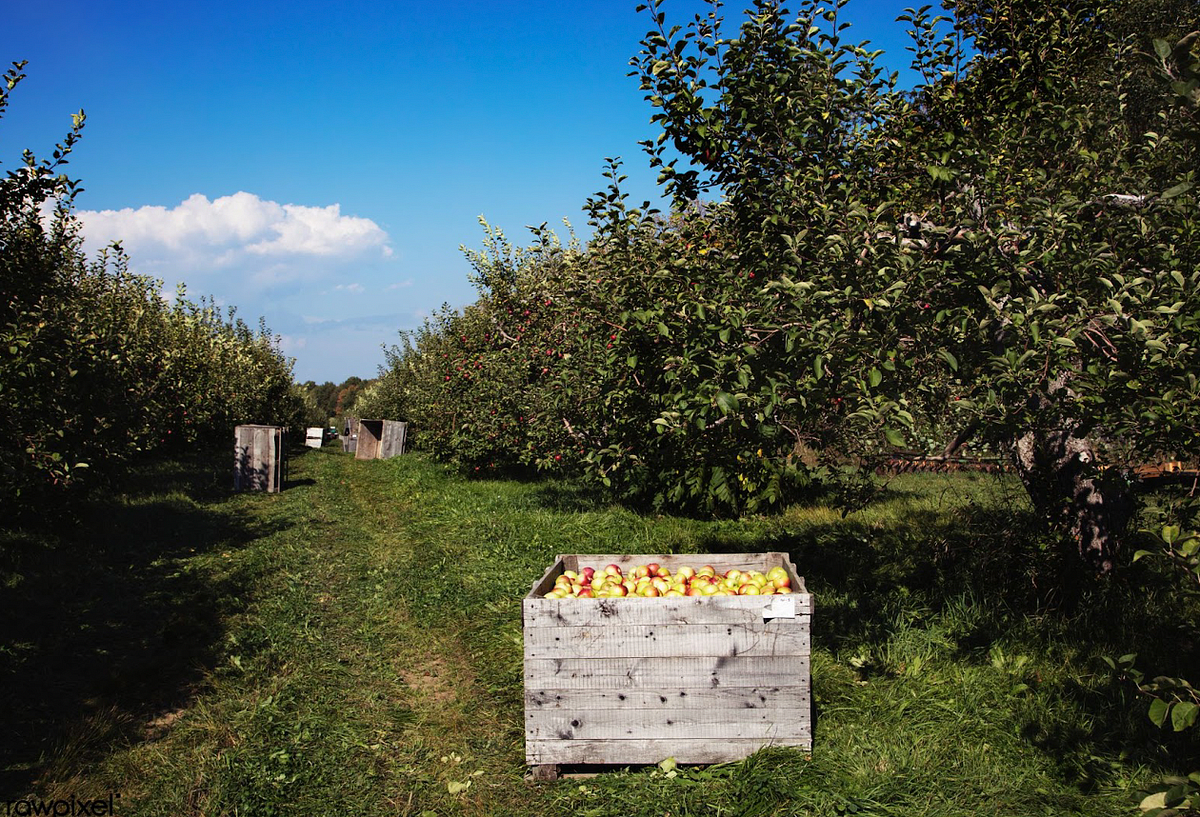 To The Core: Everything You Need To Know About Hard Ciders | by Lauren ...