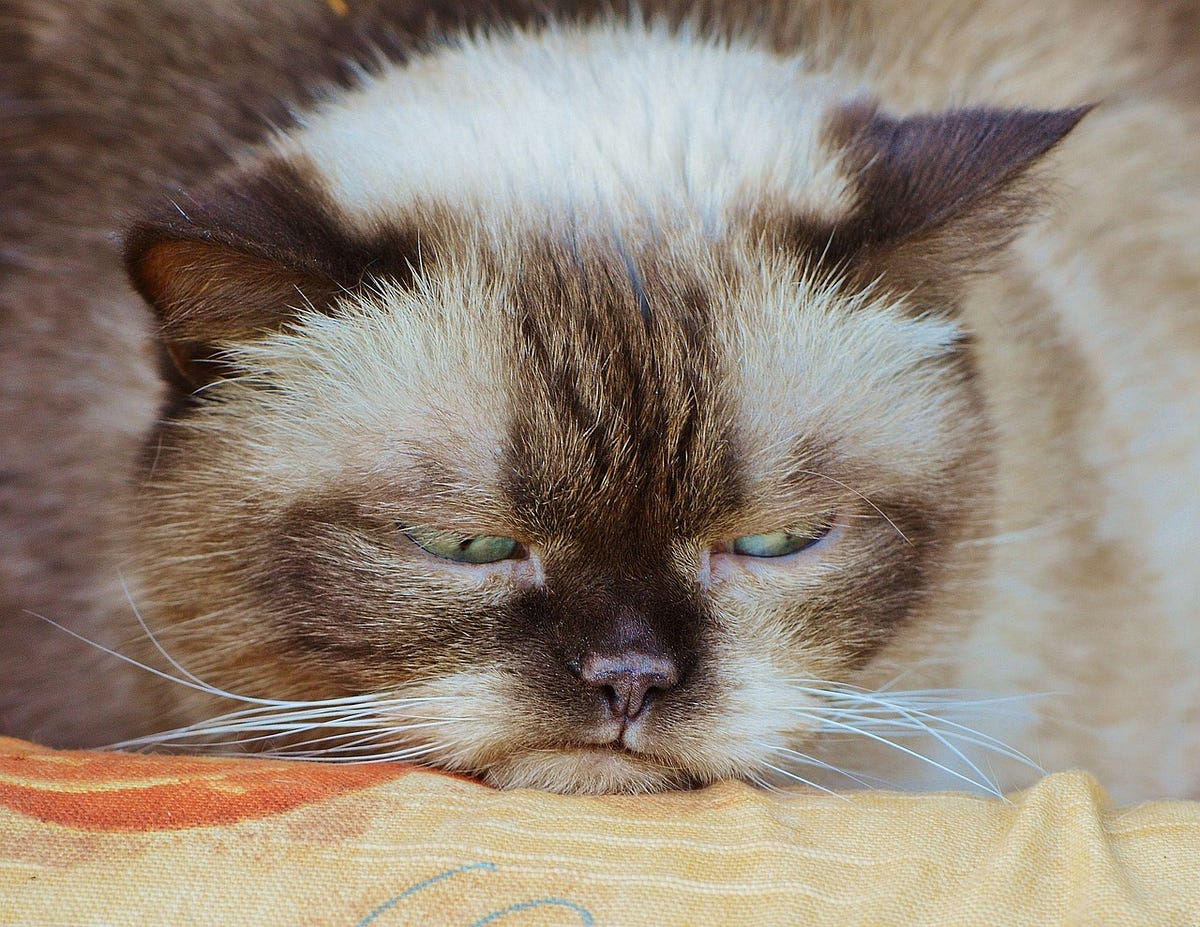 You Probably Feel Like a Big Pile of Poop… And Here Is What You Can Do ...
