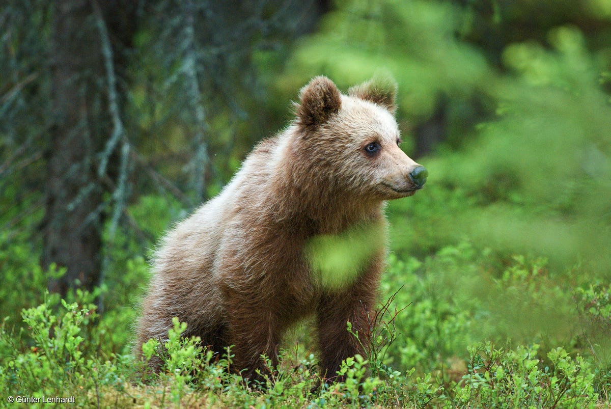 In Pictures: The Great Northern Forest, Beauty and Destruction | by ...