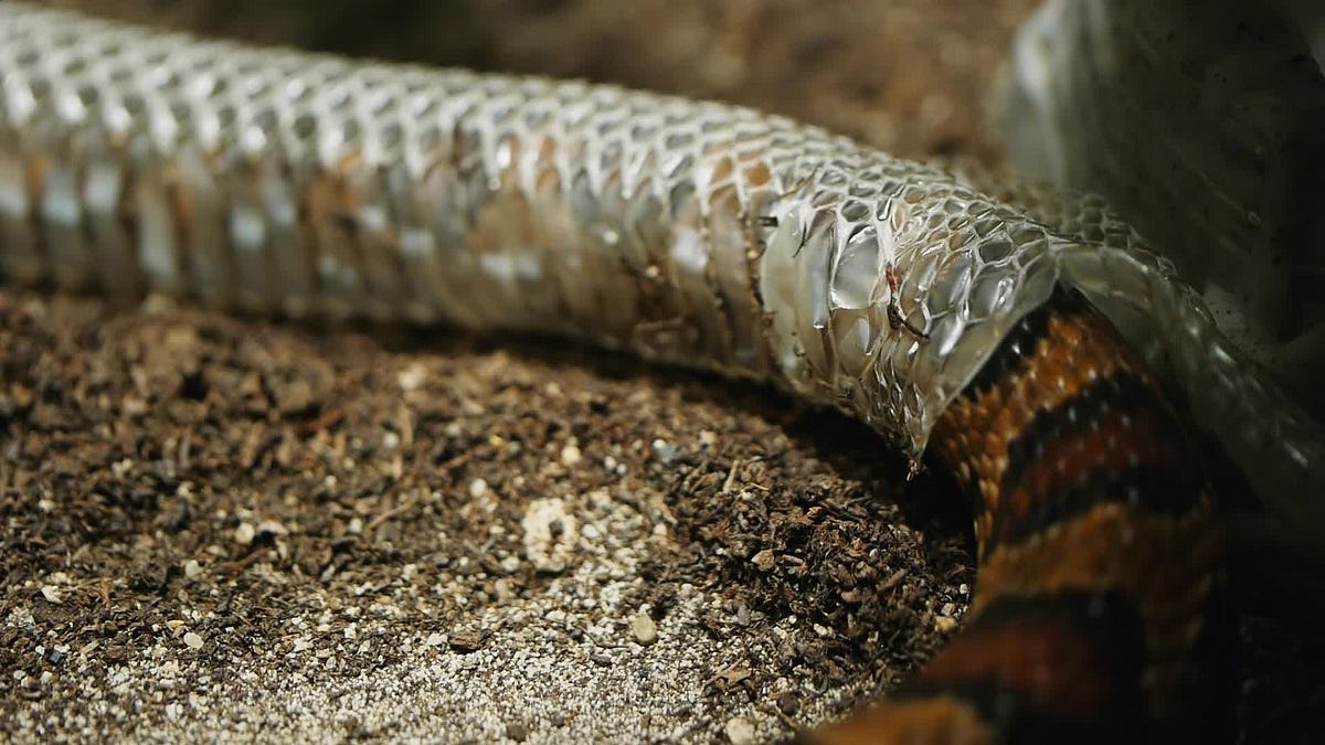 Like A Snake Changing Skins. It may seem I’m big on self-reflection ...