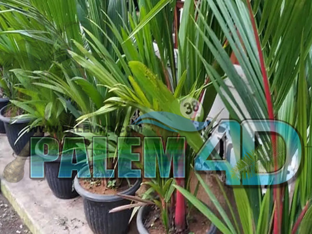 CARA MENANAM TANAMAN PALEM YANG TEPAT ! | by Kejuslot | Medium