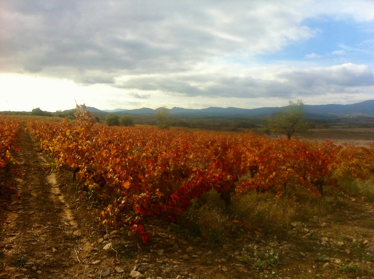 During Hunting Season the Vineyard Can Feel a Little Scary | by Janice ...