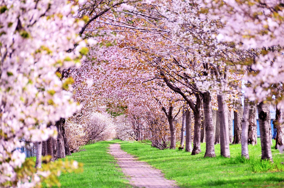 Japanese Short Novel #3「spring」 - Tomoya - Medium