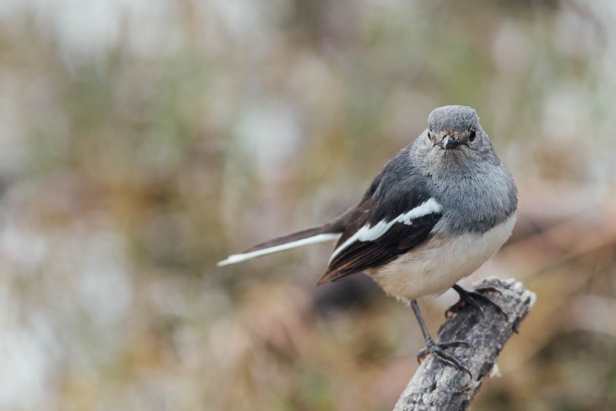 Do It for the Bokeh!. Bird photography tips | by Girish Menon | Full ...