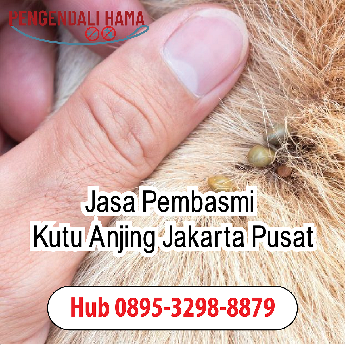 Hub 0895–3298–8879 , Cara Pengendalian Kecoa Probolinggo | by (0895 ...