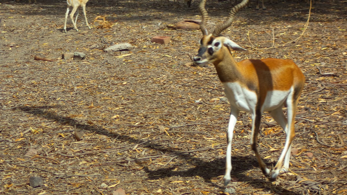 A Journey into the Understanding of Captive Behavior of Blackbuck | by ...