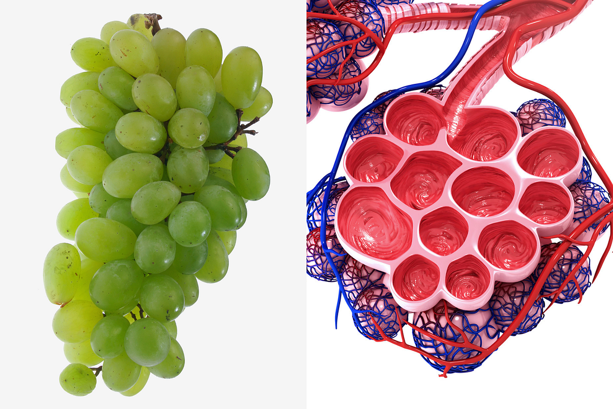 7 Foods That Heal the Body Parts They Look Like | by Julie Gaeta ...