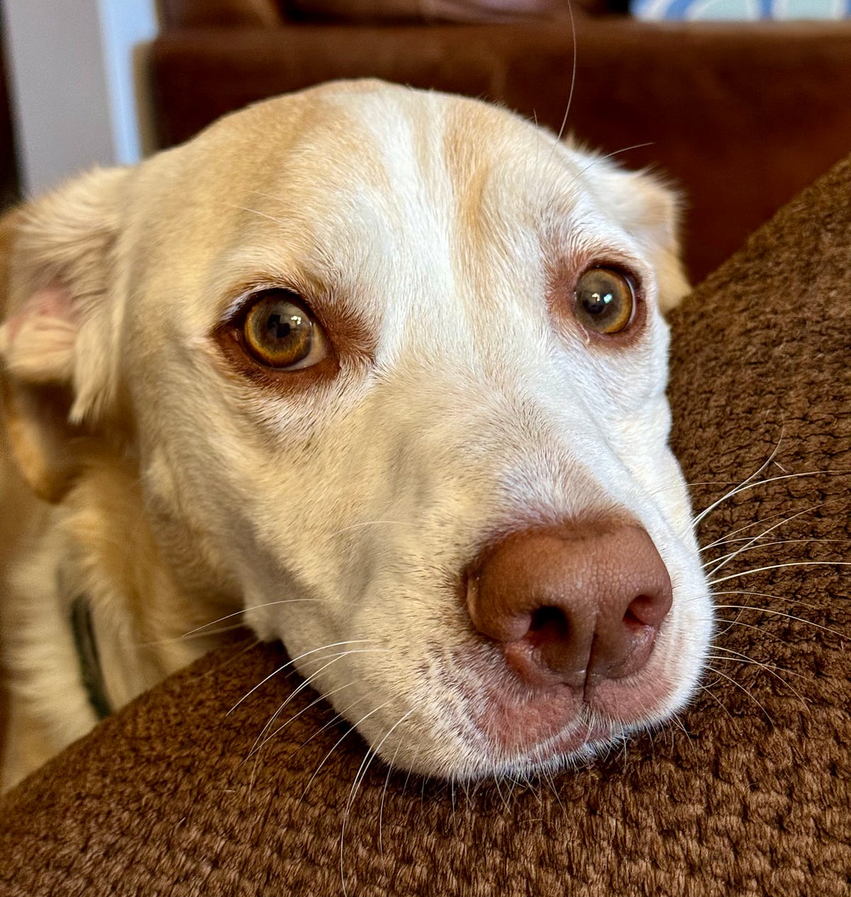 Dog Gaze. The pros and cons of adopting a canine… | by Randall H ...