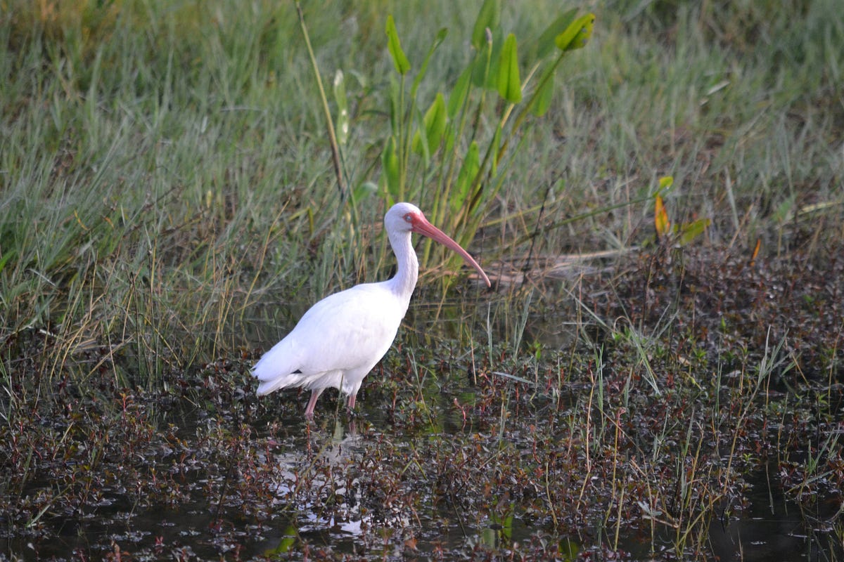 Eyeing the Ibis. The magic of a chance encounter with a… | by John Dean ...