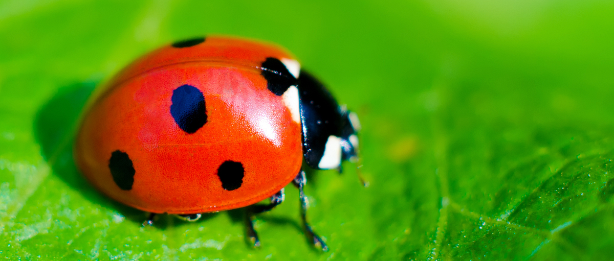 Hunting down a Google’s Bug in Android | by Elye - A One Eye Dev By His ...