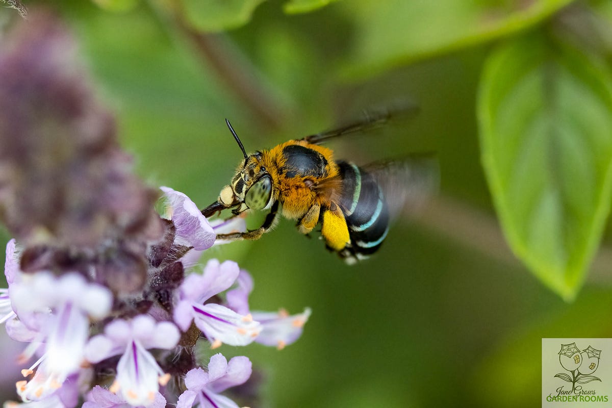 Australian Native Bees and Climate Change | by Jane Frost (Jane Grows ...