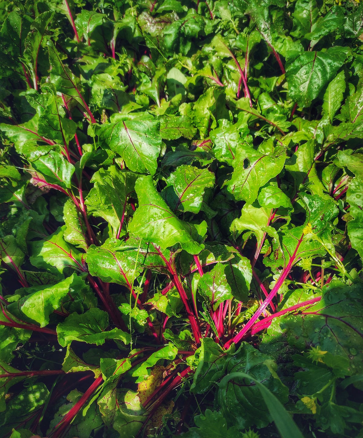🥗 Beetroot has been thriving in my garden! | by Nutrition Journeys | Medium