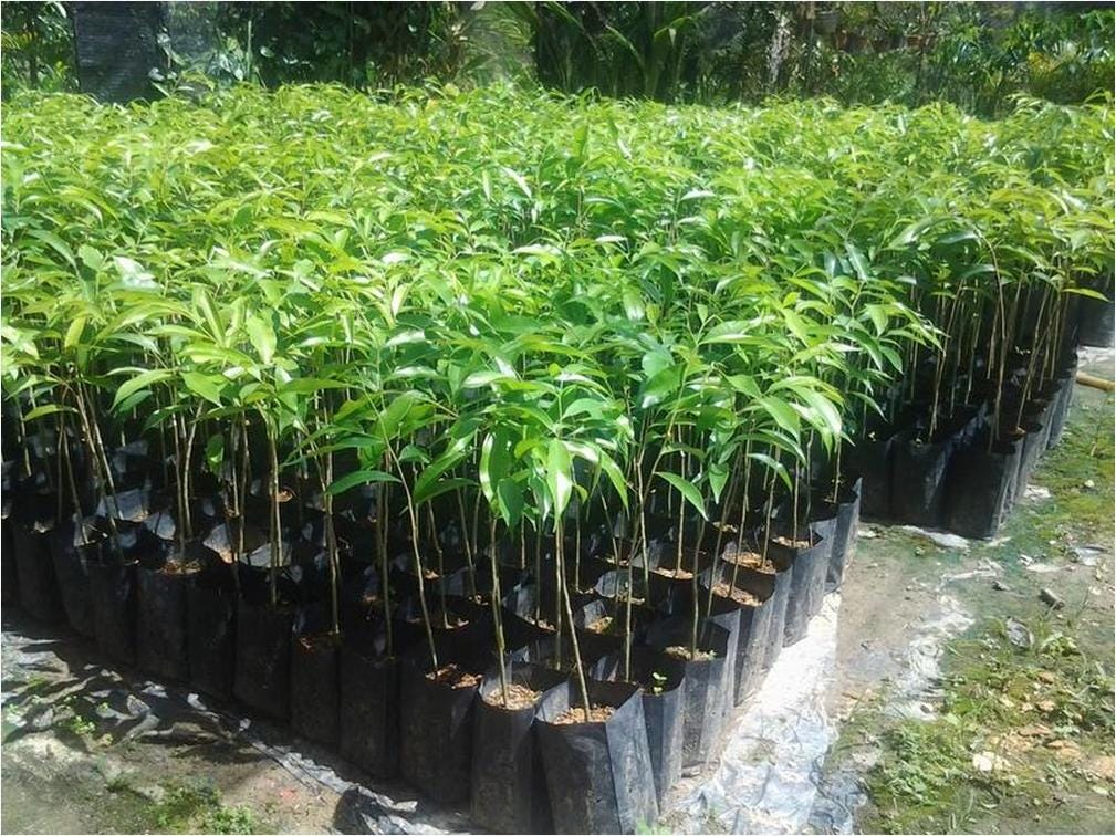 Bibit Kayu Gaharu Murni Tanaman Kota Denpasar | by Damarplantys | Medium