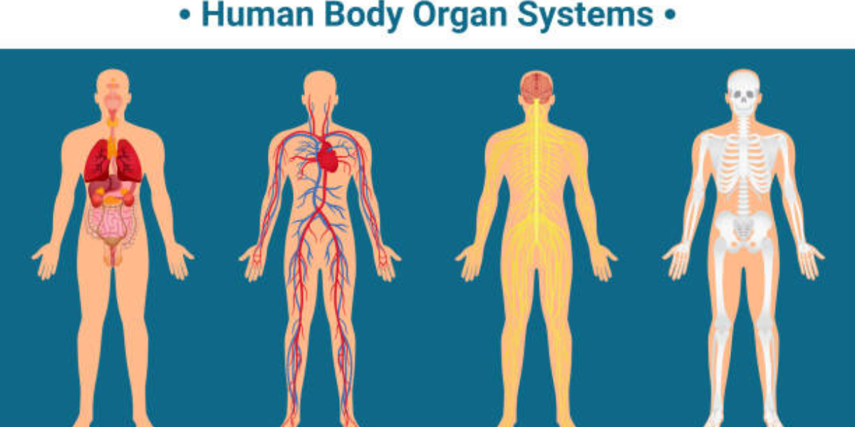 Anatomy is the study of the structure and organization of living ...