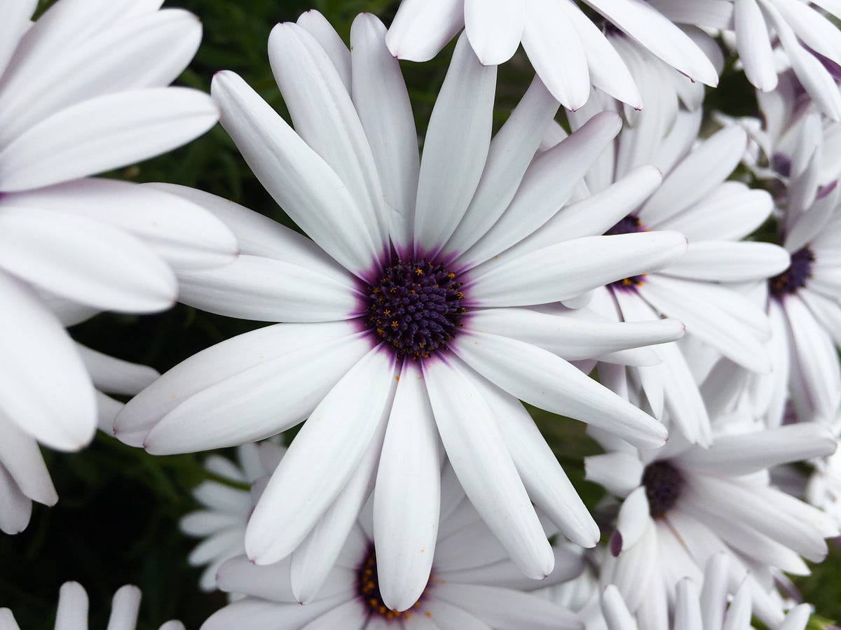 Asexuality Is Not Celibacy. I’m asexual and I am not celibate | by ...