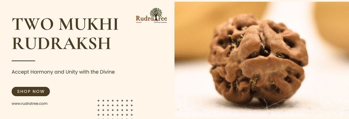 2-Mukhi Rudraksha. The Mystic Connection: Unravelling the… | by RudraTree | Medium
