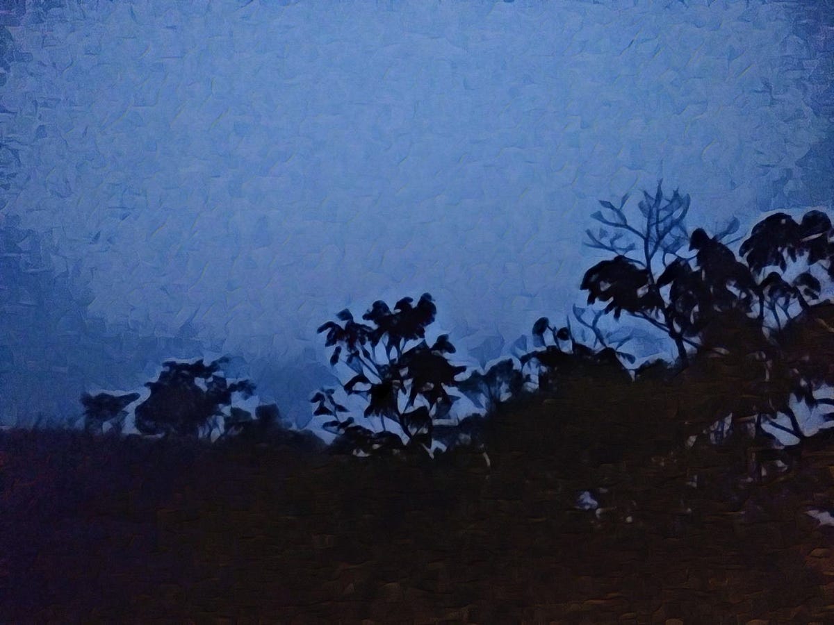 a dawn in the jungle. haiku | by Gosia Rokicka | 365 Days of Poetry by ...
