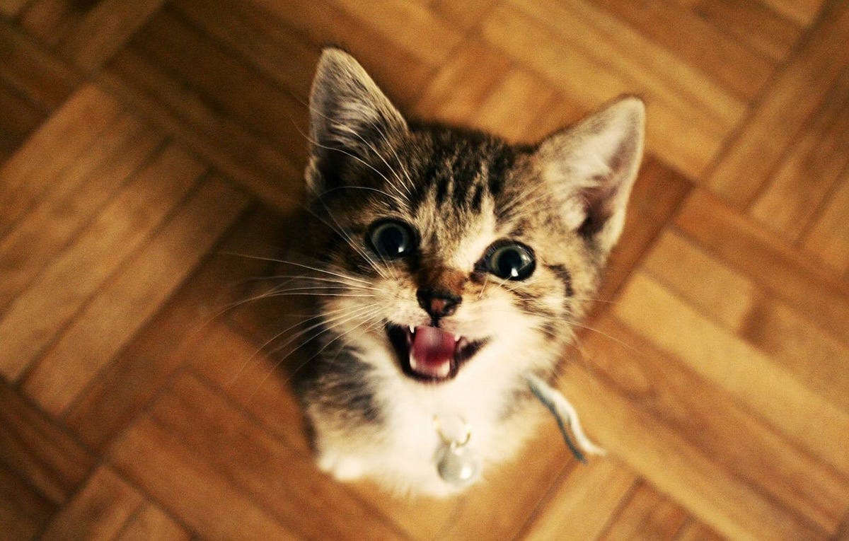 The Cat Lesson. The Cat Lesson | by Renette Steele | Medium