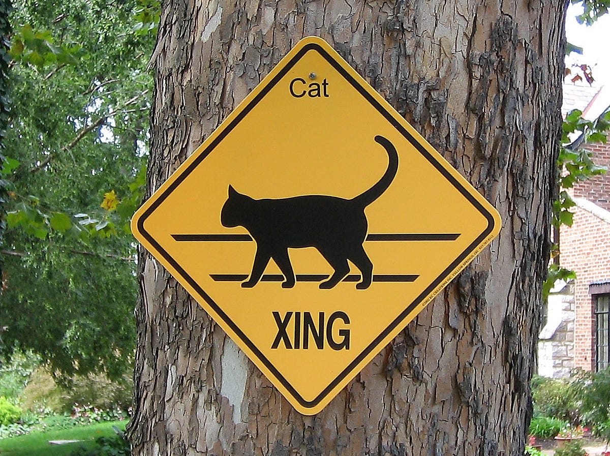 Belling the cat. There are a lot of jokes about… | by Dave Gray | Medium