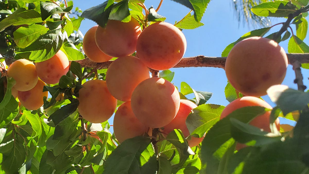 From SQL to Pythonic Power. In this blog, I will write a simple SQL ...