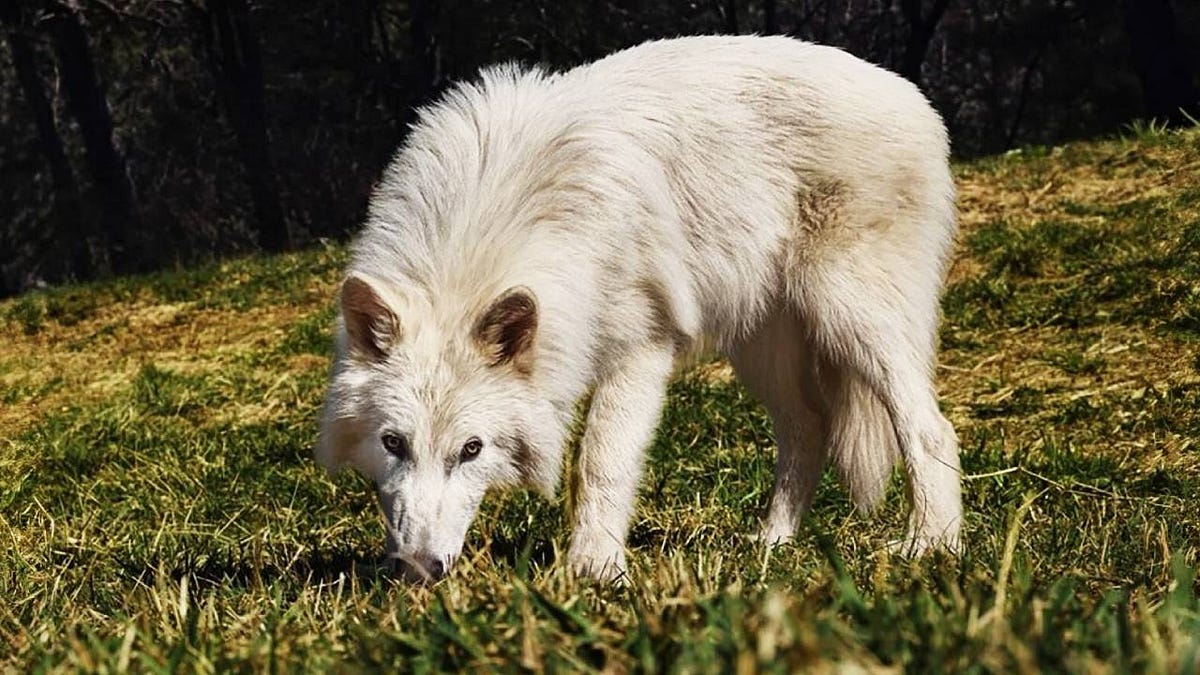 Dire Wolves Have Been Brought Back from Extinction | by Soumik M. | Apr ...