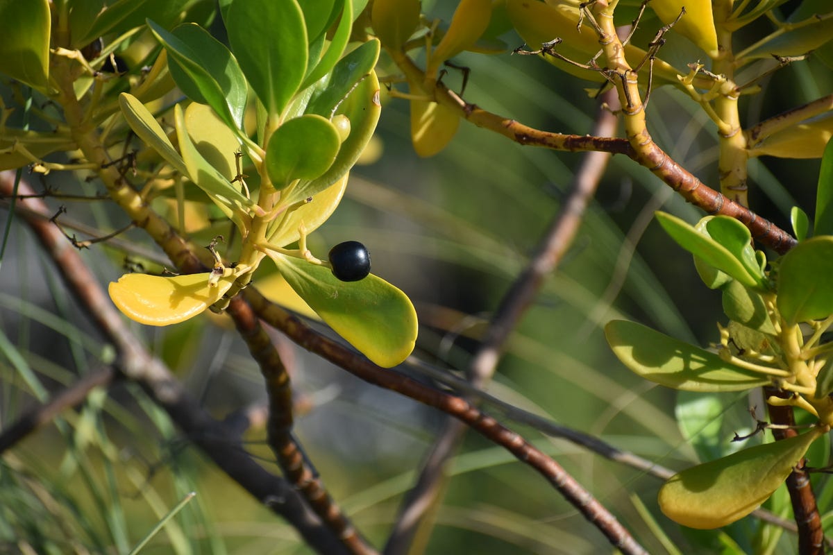 A Rare Inkberry Bush. Sanibel Island is home to a threatened… | by ...