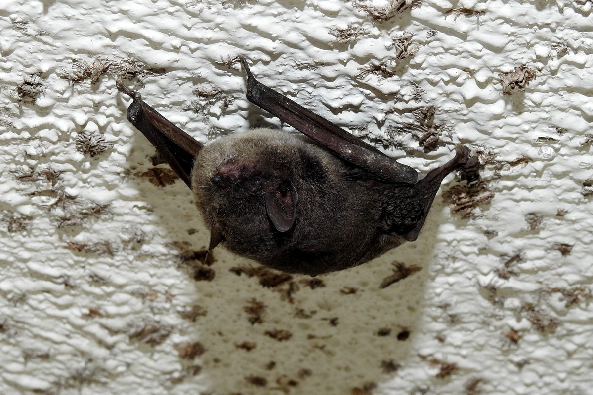 Going to Bat for Nature. by Thomas Gomersall | by WWF HK | Panda blog ...