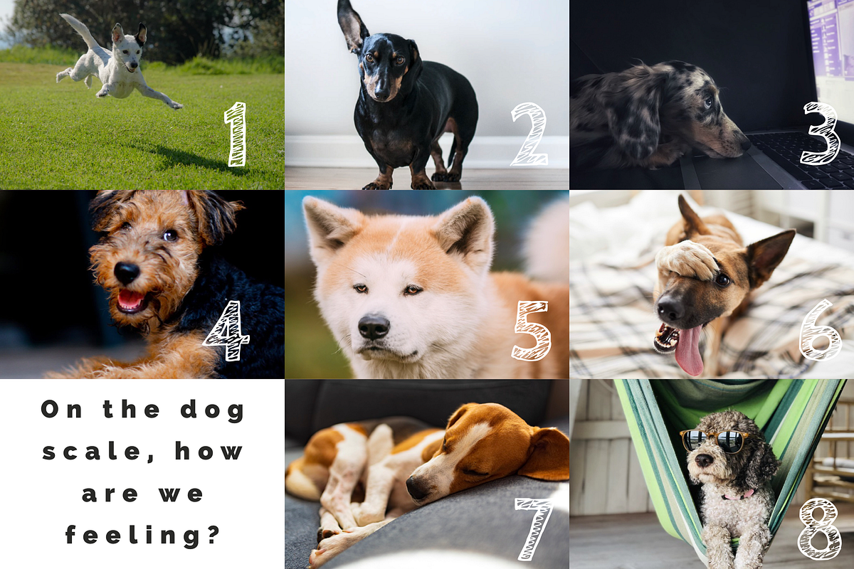 On A Dog Scale How Are You Feeling By Violet May Medium