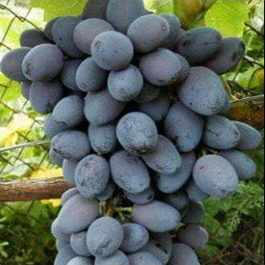 Bibit Anggur Import Jupiter Seedless Grafting Klungkung | by Agro Tani ...