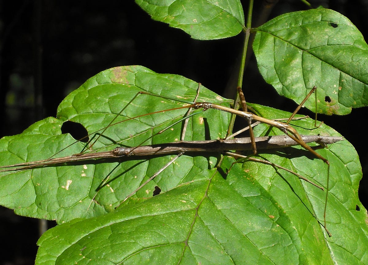 Species Spotlight: Northern Walkingstick | by Mohonk Preserve | Medium