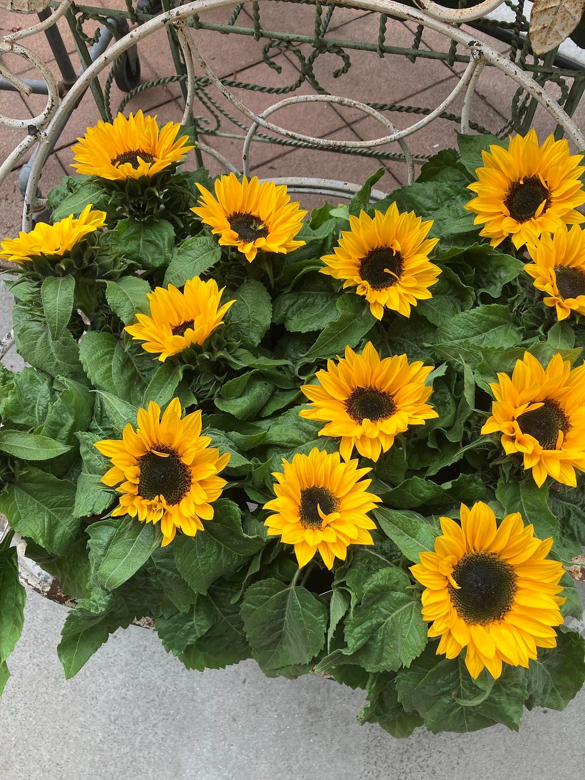 Our new growth — day by day. Can change be good? | by Lu Skerdoo ...