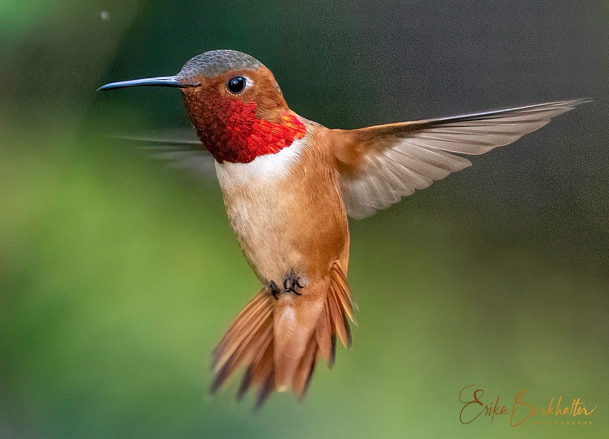 Hummingbird In Flight