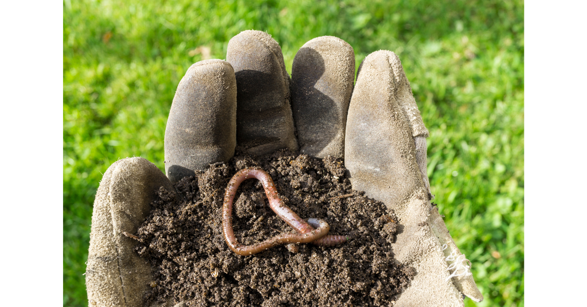 The Secret to a Lush Green Lawn: Understanding the Lawn Worm Connection ...