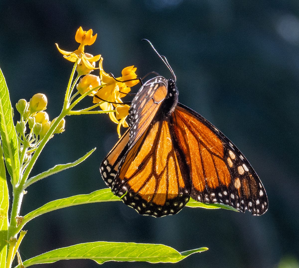 Monarchs on Milkweed, Photographing the Eclipse, the Spring Garden, Uma ...