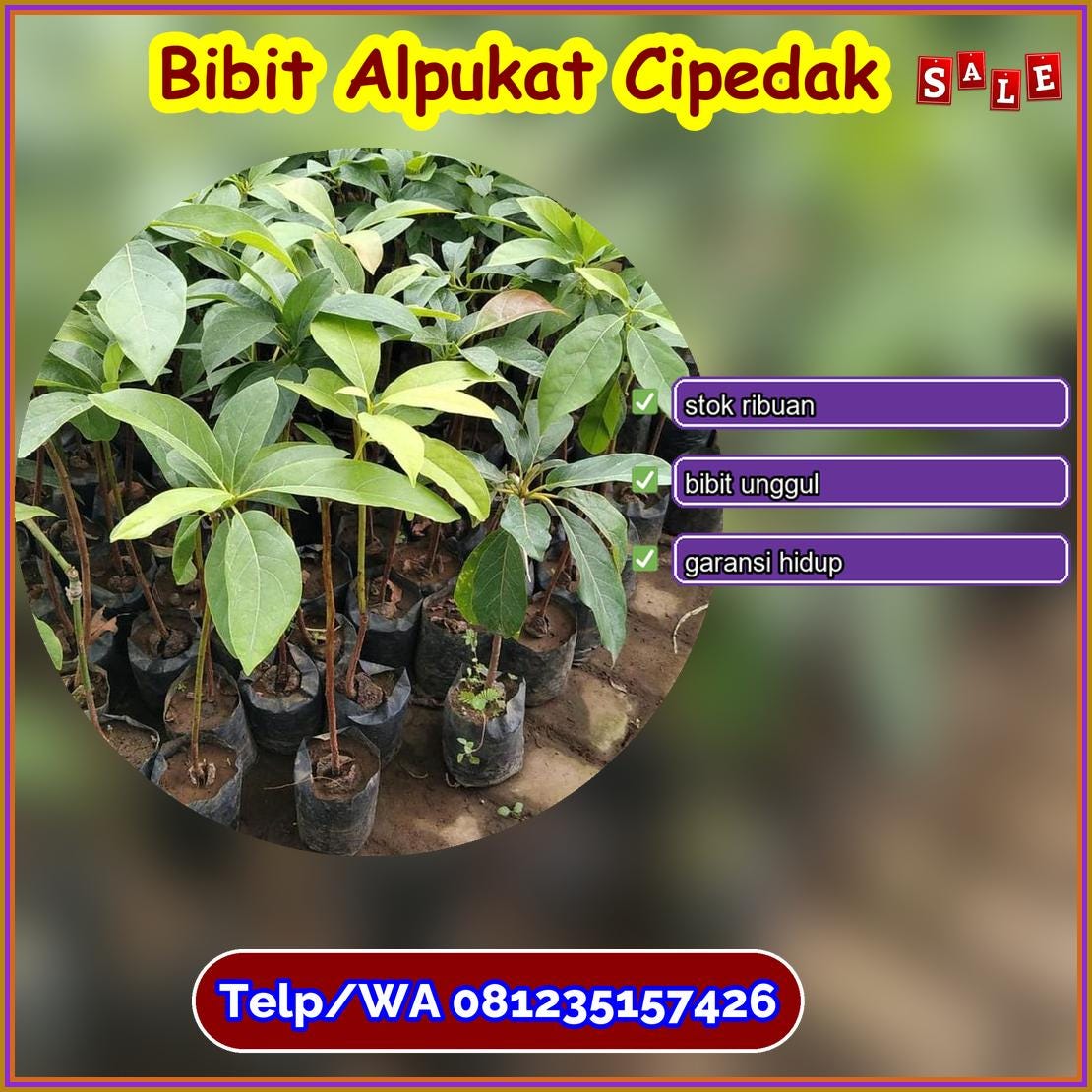 Pusat Pembibitan Bibit Alpukat Cipedak Banjarnegara - Bellrisa House ...