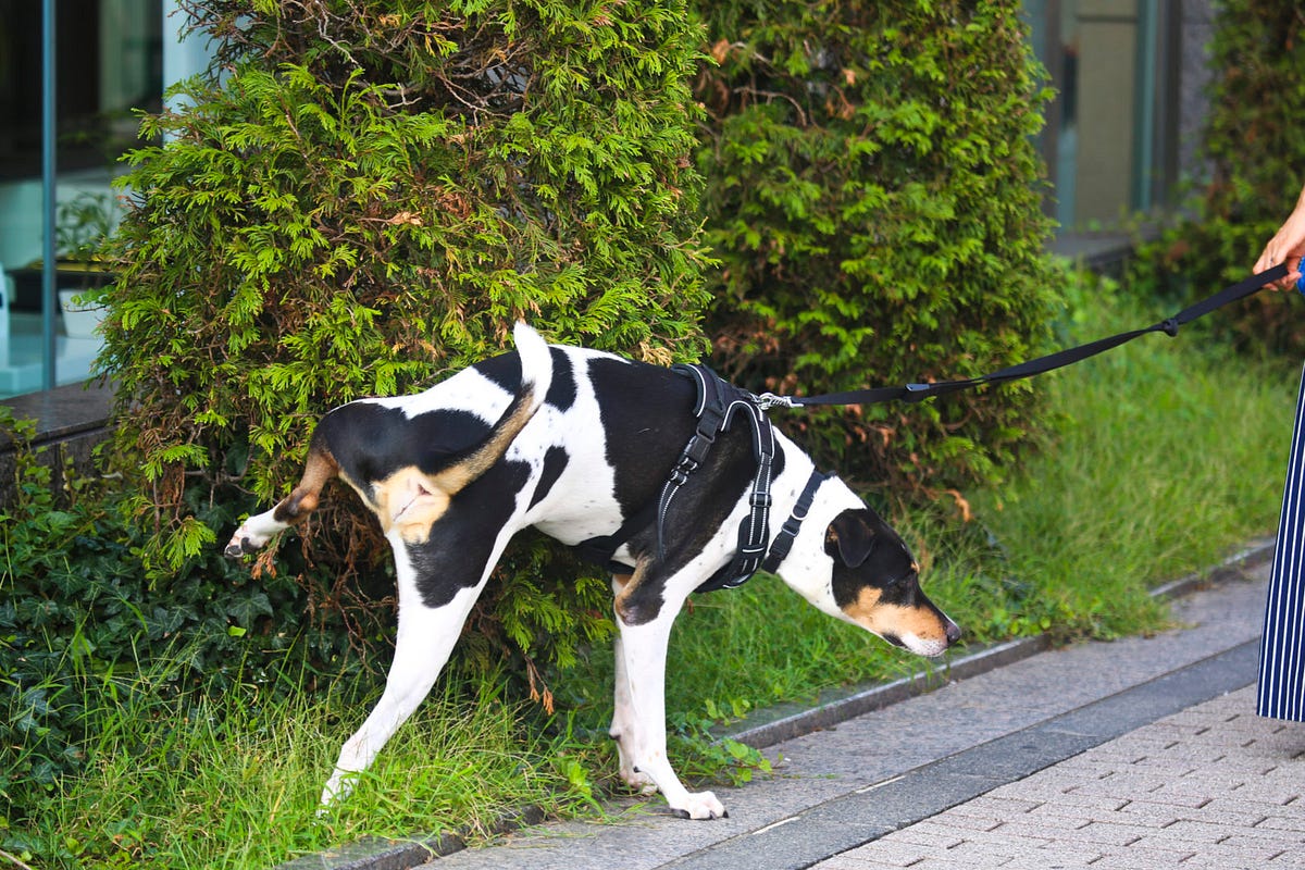 5 Ways to Stop Dogs from Urine-Marking in the House | by Smart Dogs ...