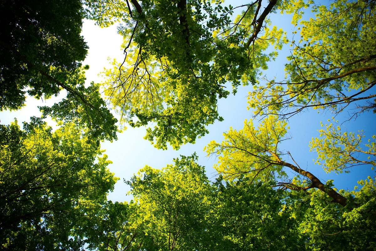 Nature and wellbeing: a brief relationship overview | by FSC Slapton ...