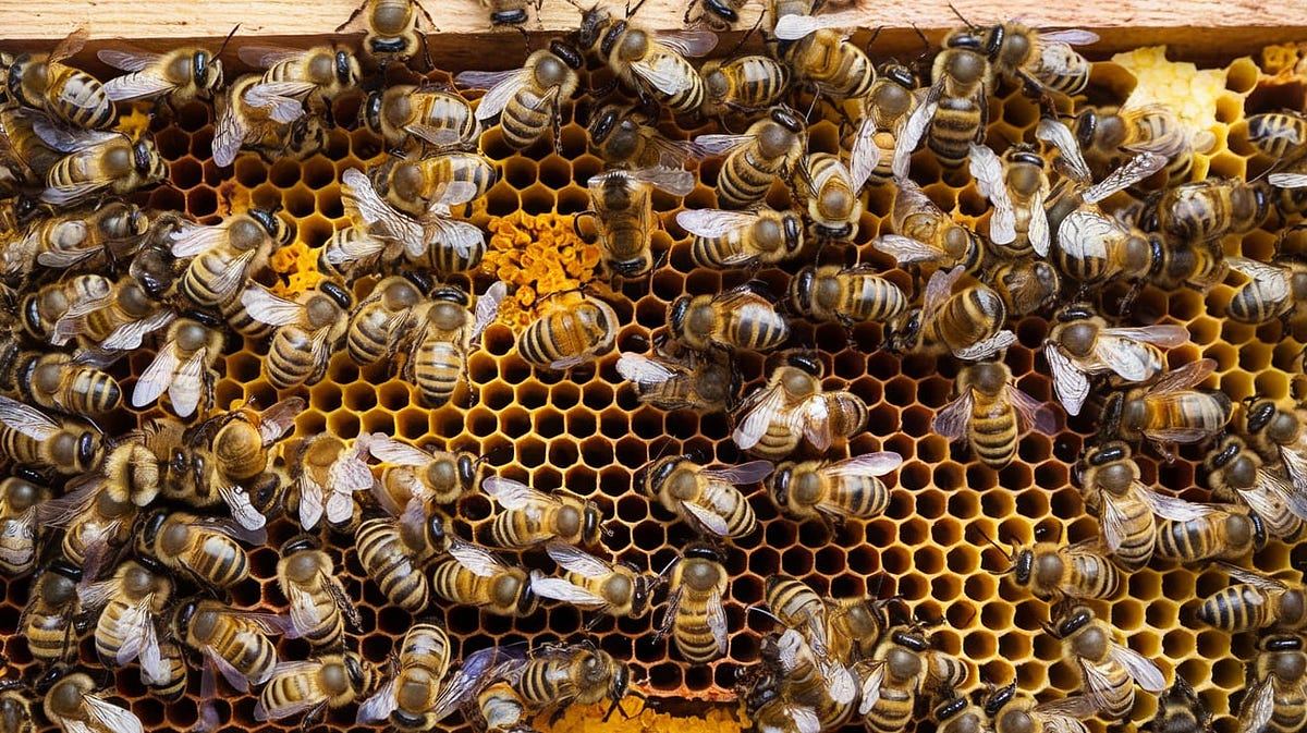 "The Secret Life of Bees: How These Tiny Creatures Are Changing the ...
