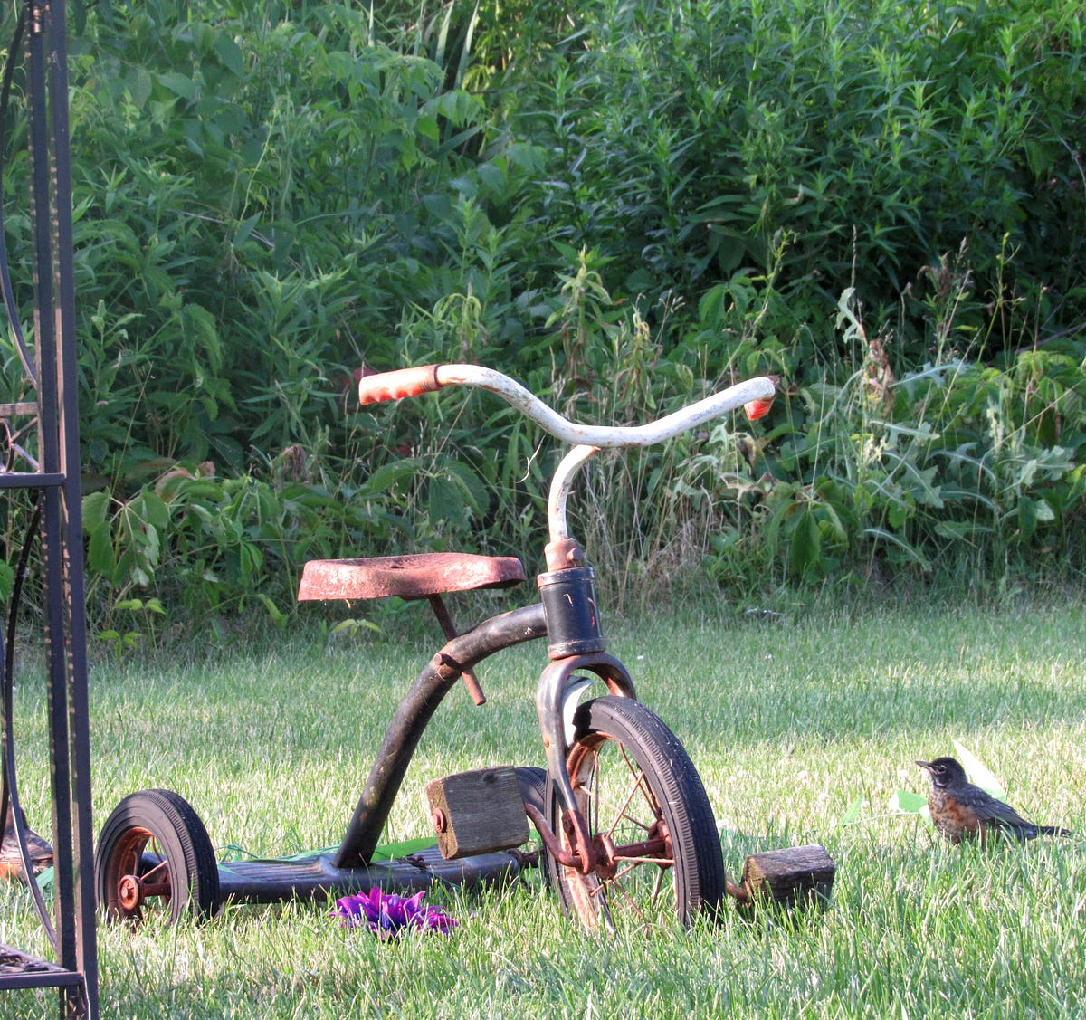 Please Meet Trike. My friend for over 20 years! | by Dawn Ulmer ...