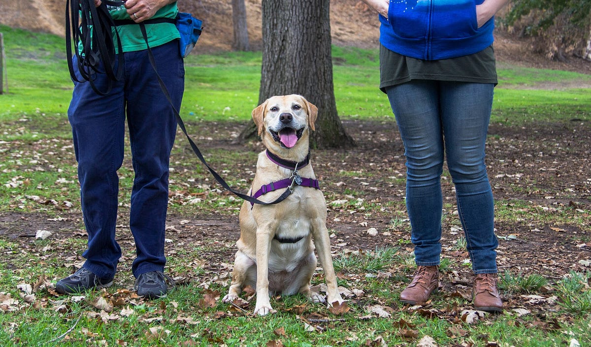 Enhancing Dog Training Techniques: Proven Methods to Encourage ...