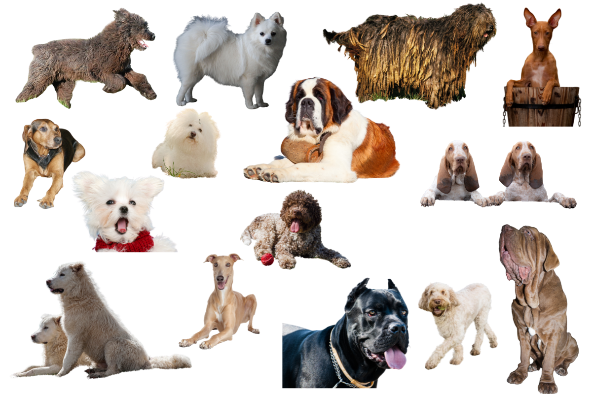 Italian dog breeds you will want to own | by Finlay | Medium