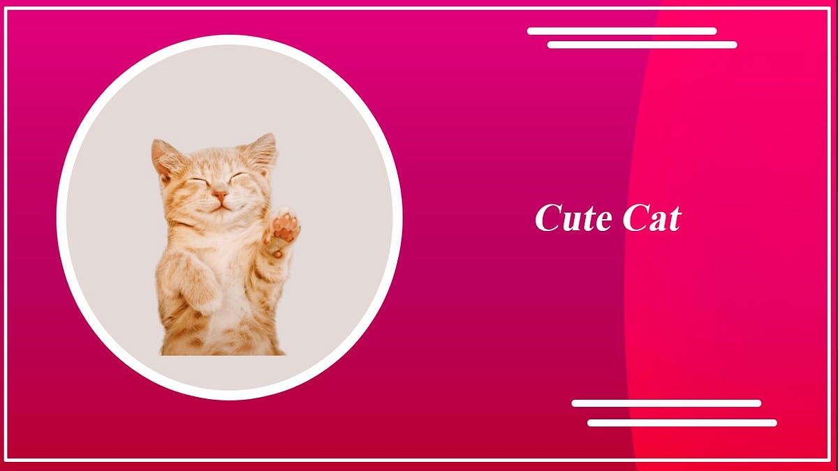 5 Reasons Why Cute Cats are so Attractive? - Alenzomart - Medium